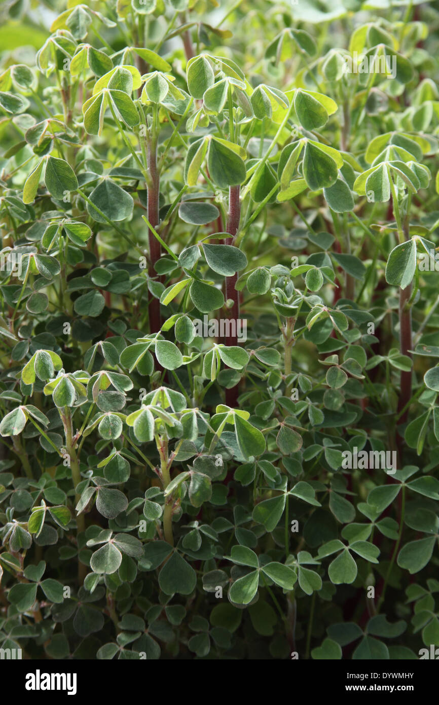 Oxalis tuberosa 'Orange' Oca close up of plant Stock Photo - Alamy