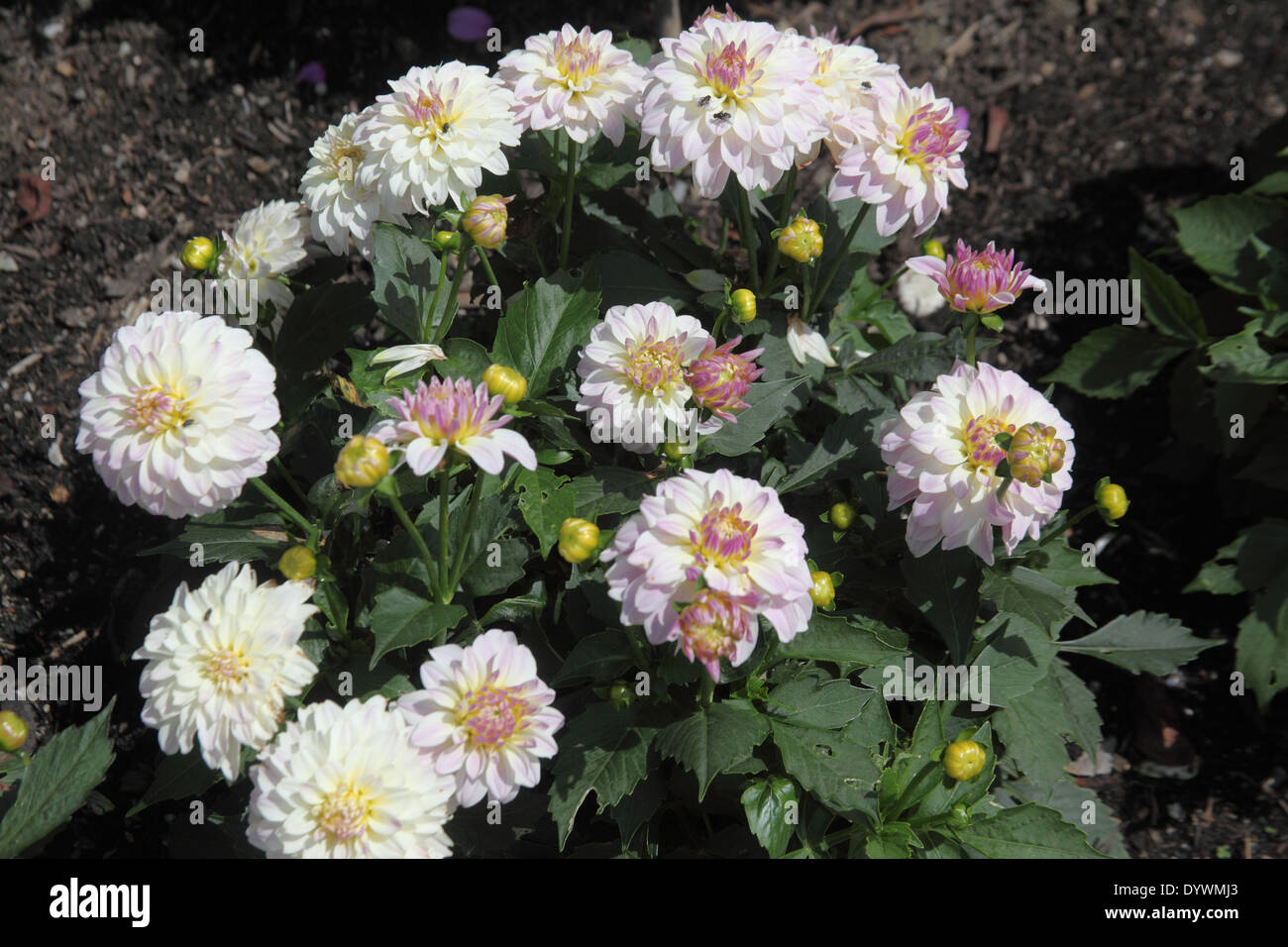 Dahlia 'Gallery Monet'plant in flower Stock Photo - Alamy
