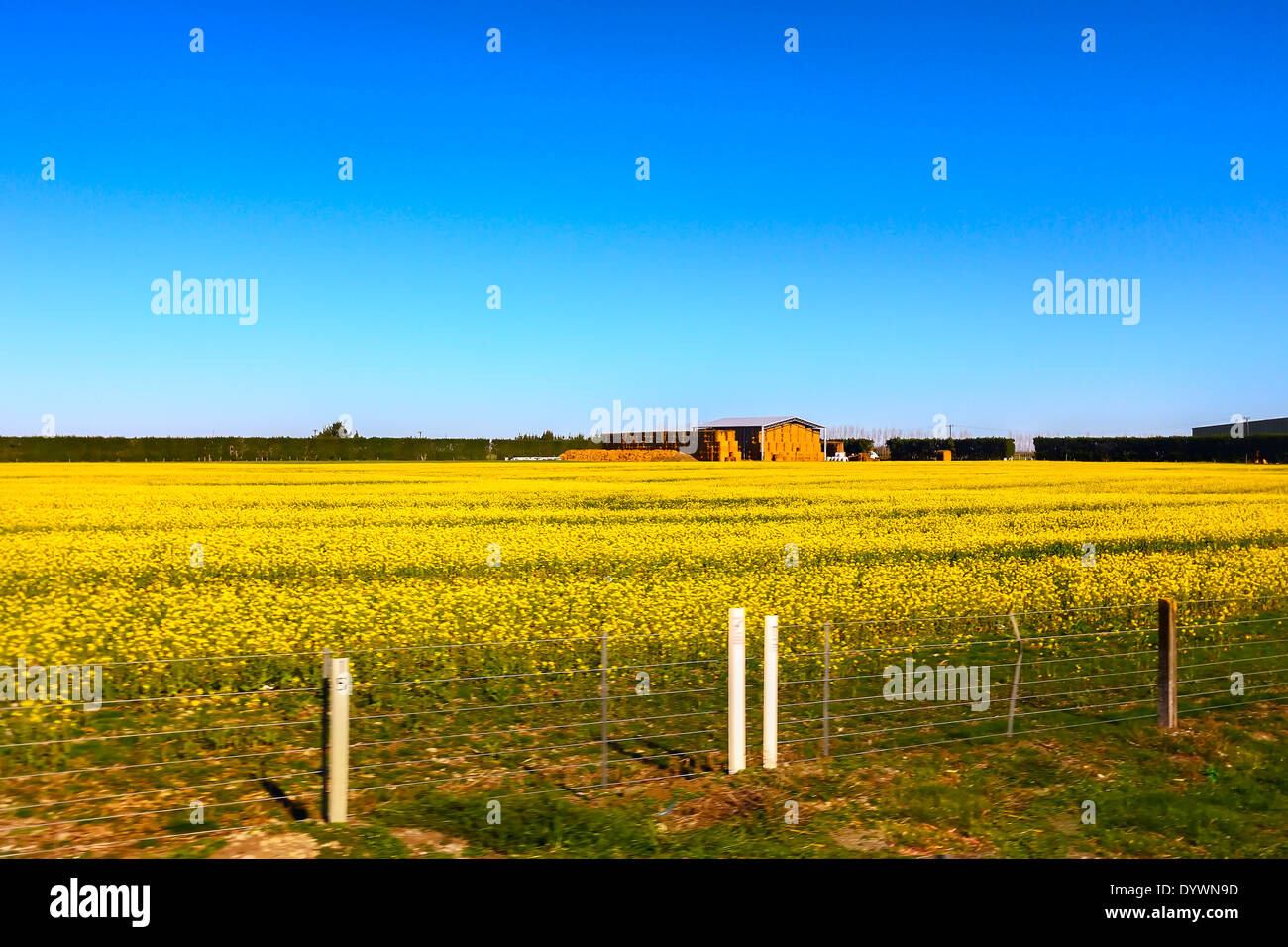 ourism, travel, Vacation, View, Visit, Yellow farm Stock Photo - Alamy