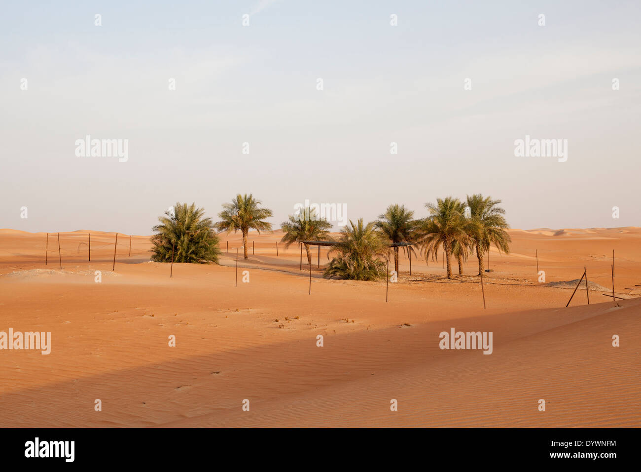 Date Palm trees in the desert near Hameem, in the Western Region of Abu ...