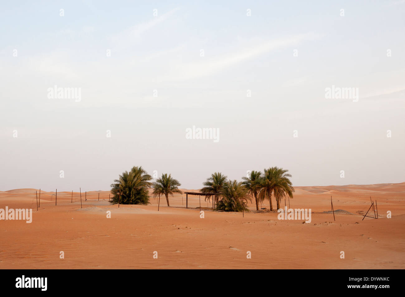 Abu dhabi date tree hi-res stock photography and images - Alamy