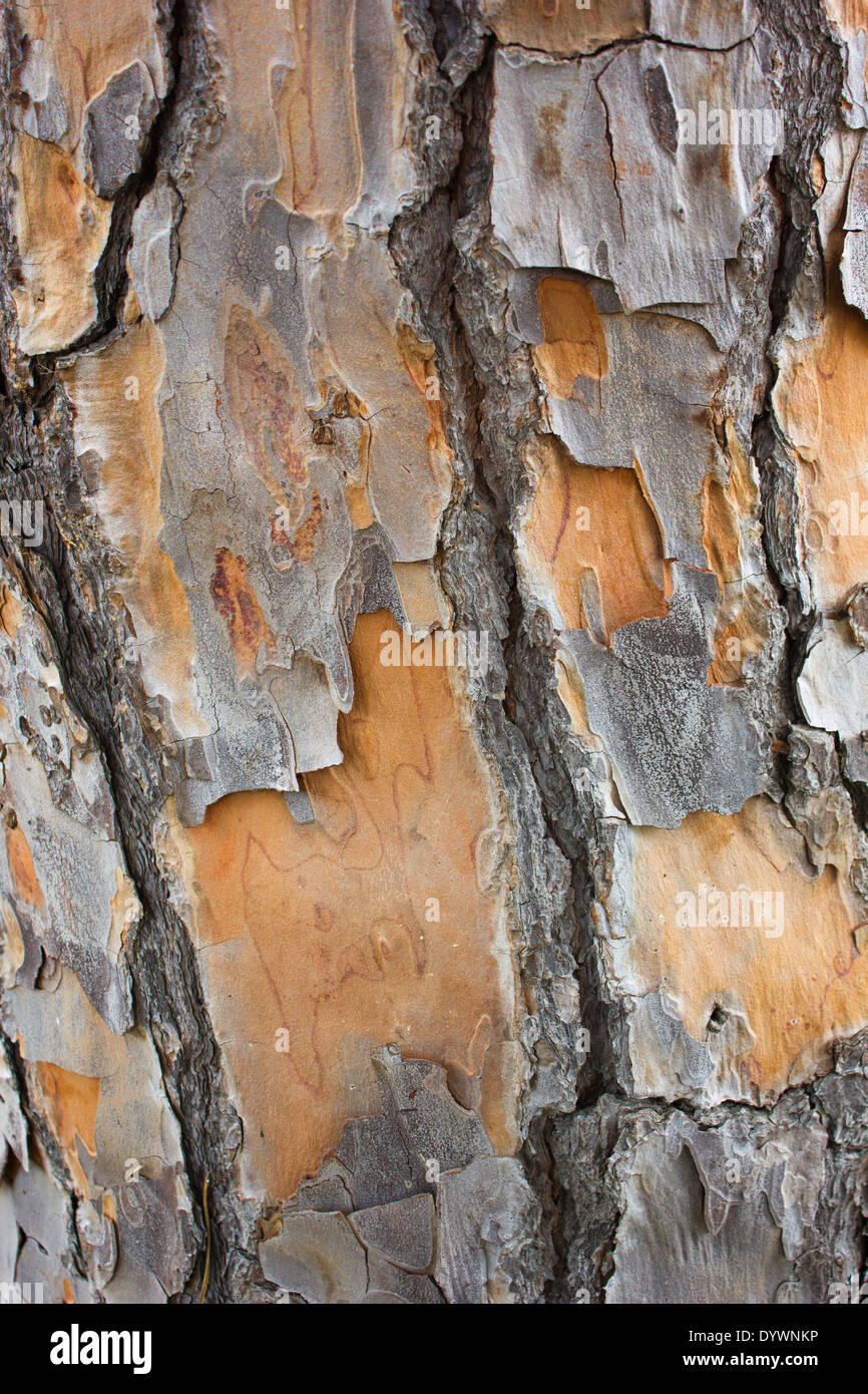 Pine bark texture hi-res stock photography and images - Alamy