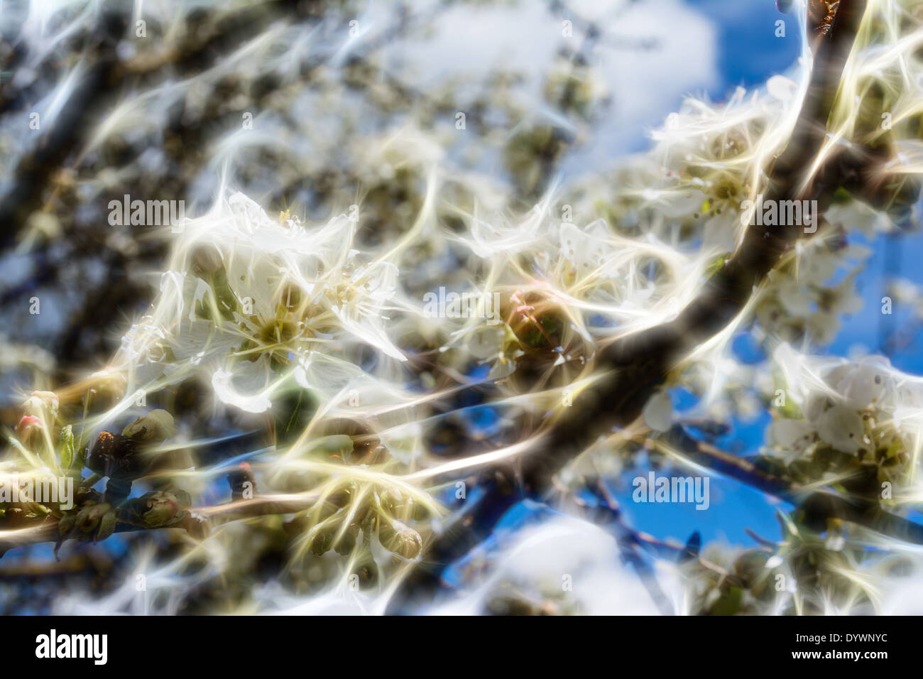 Abstract floral background of white flowers Stock Photo - Alamy