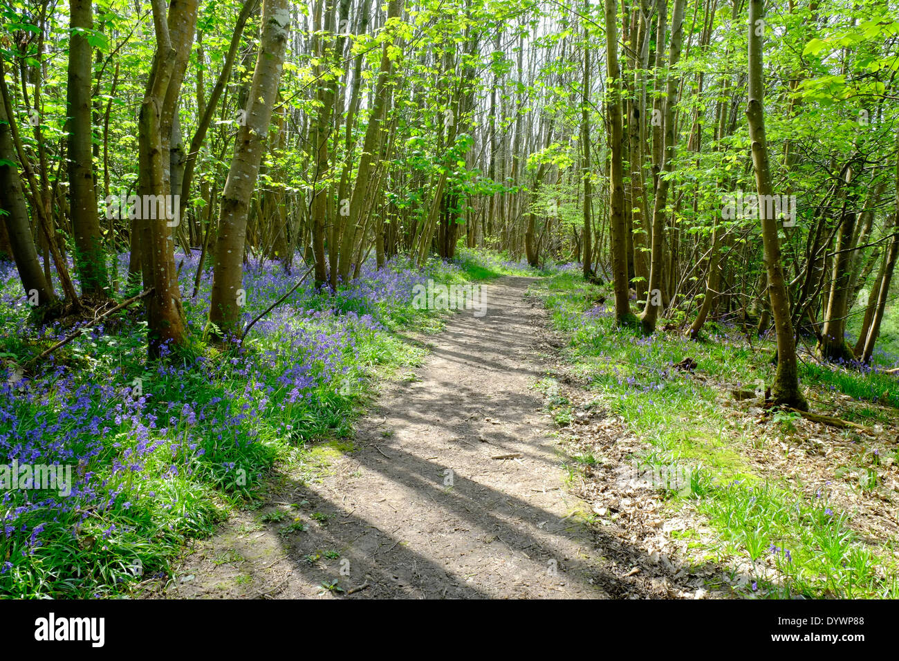 Bluebell Path through Brede High Woods Spring UK Stock Photo - Alamy