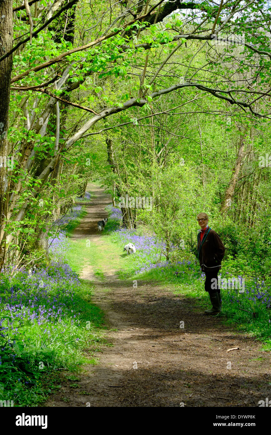 High woods dog hi-res stock photography and images - Alamy