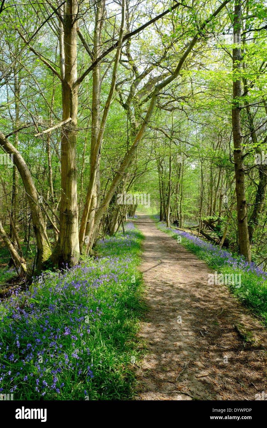 Bluebell Path through Brede High Woods Spring UK Stock Photo - Alamy