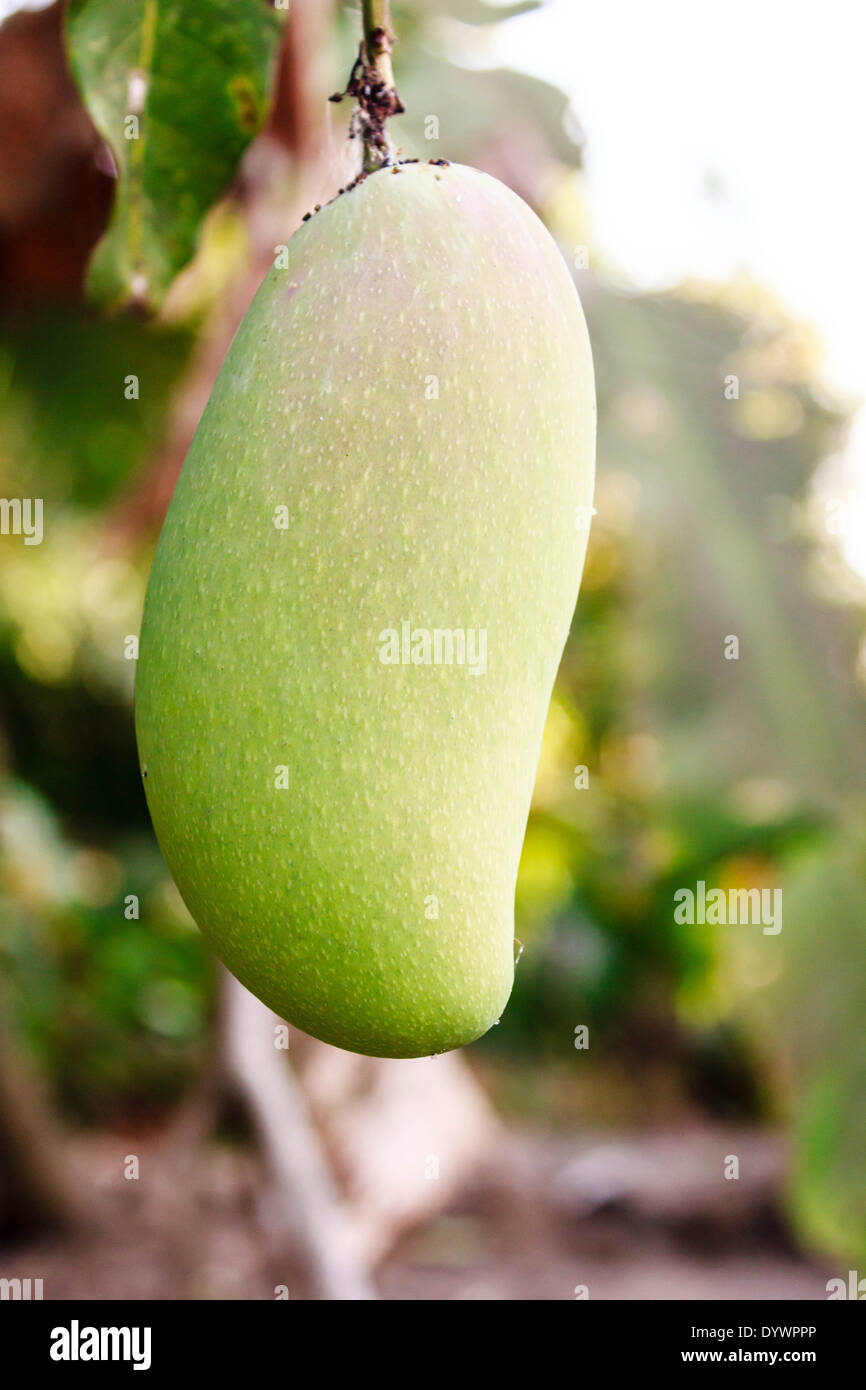 Close up of mango on a mango tree Stock Photo - Alamy