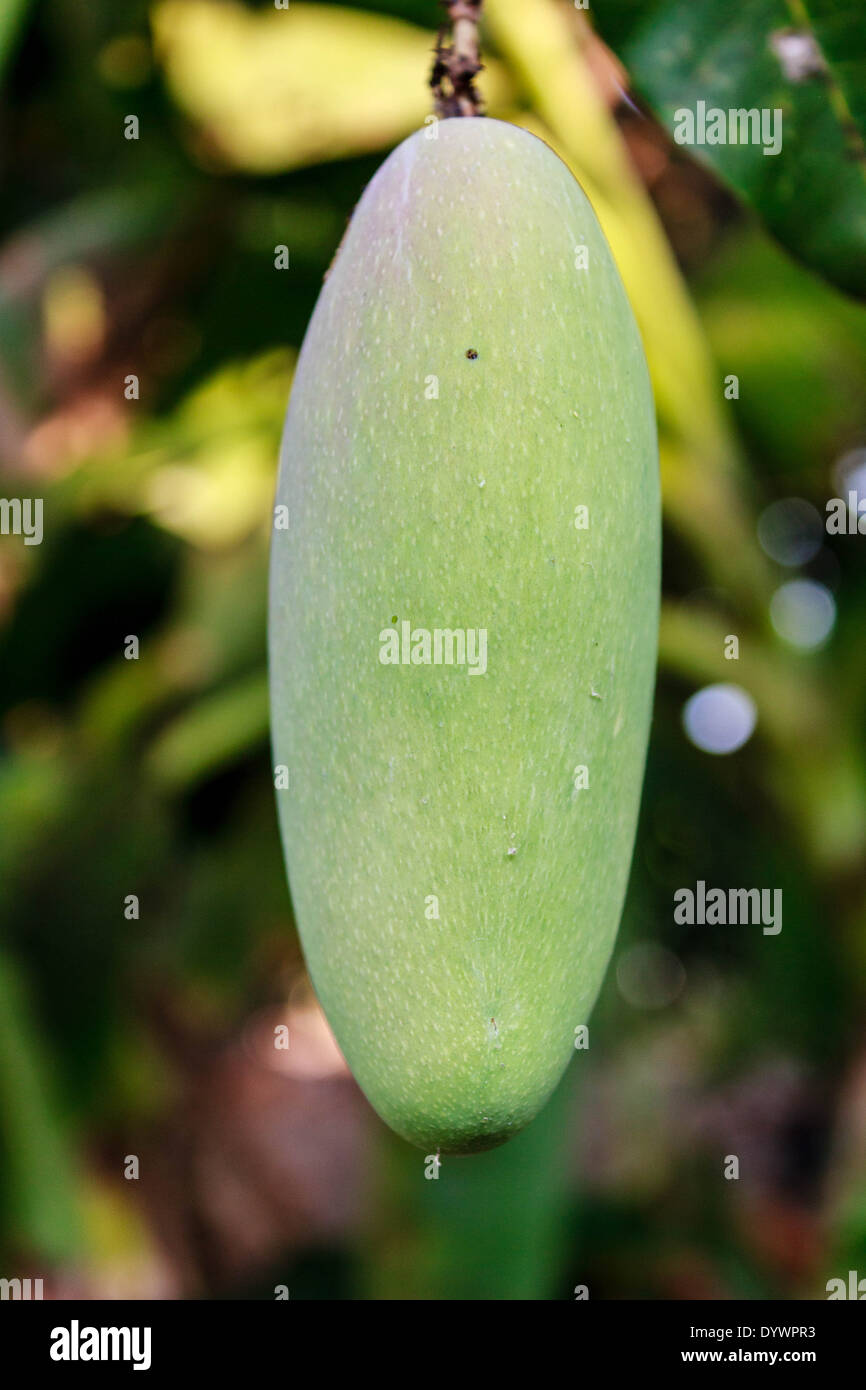 Big mango tree hi-res stock photography and images - Alamy