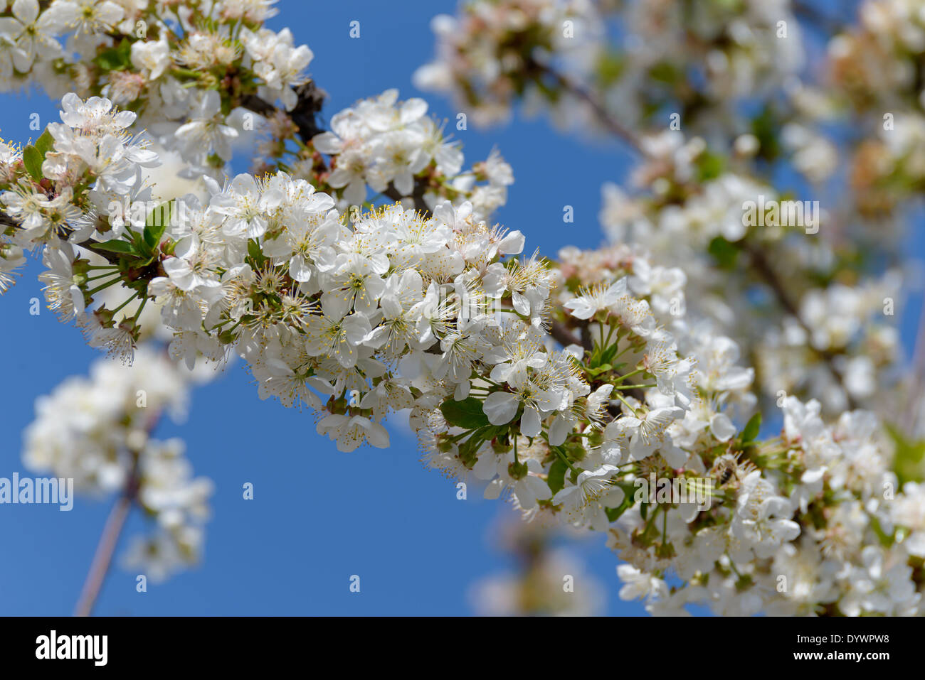 Flowering cherry tree on blue sky background Stock Photo - Alamy