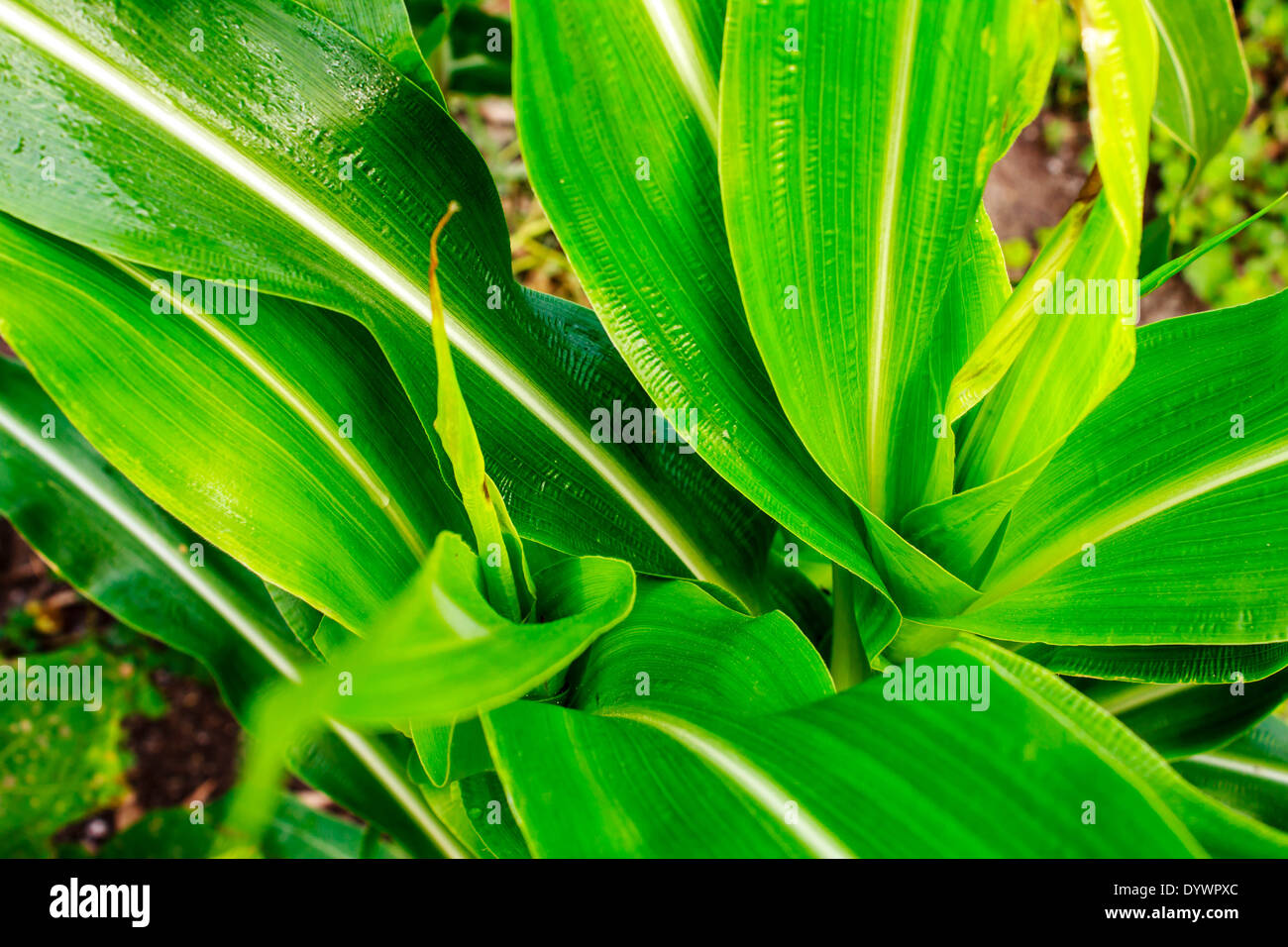 Female corn inflorescence hi-res stock photography and images - Alamy