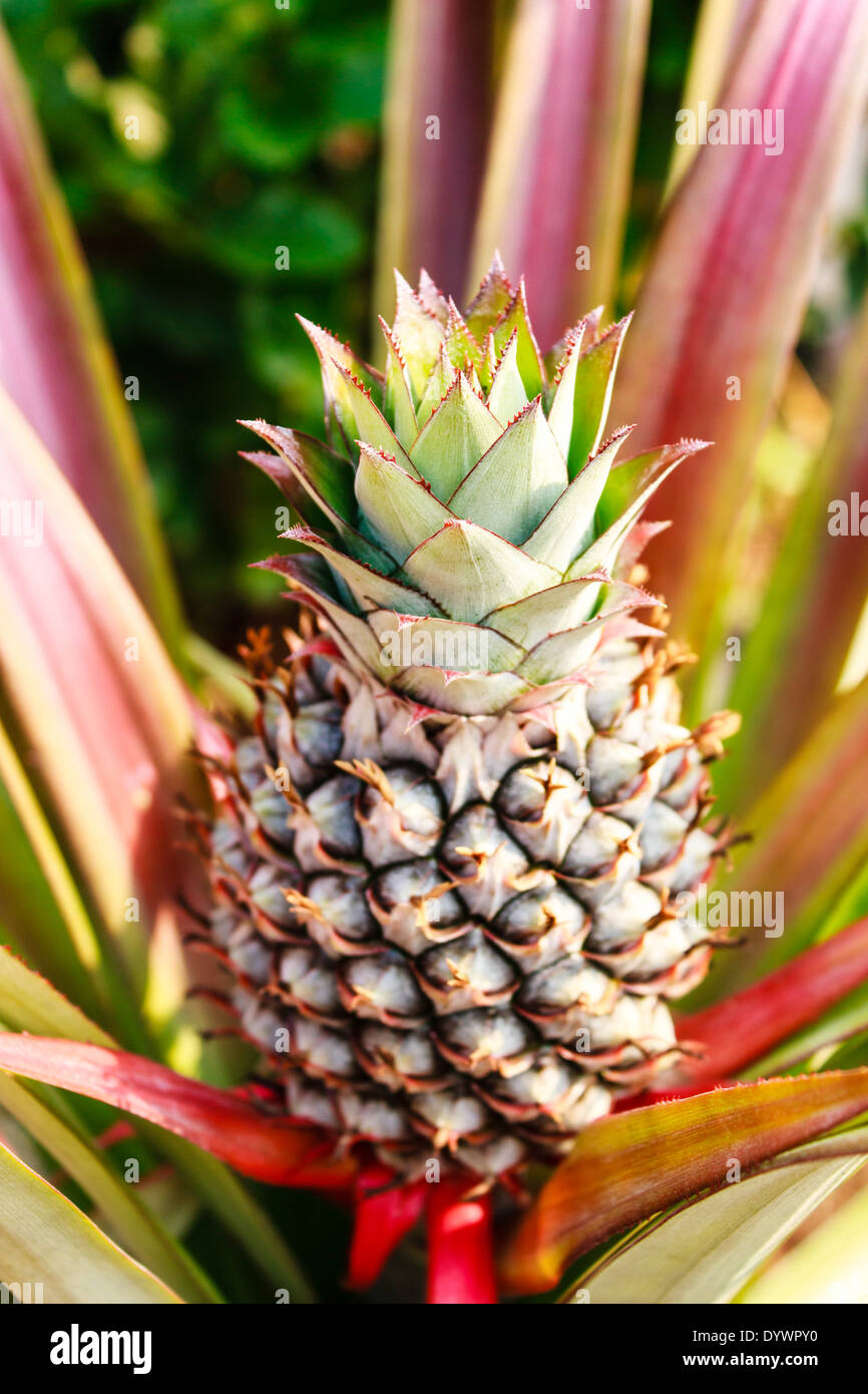 A fresh tropical pineapple planting in farm Stock Photo - Alamy