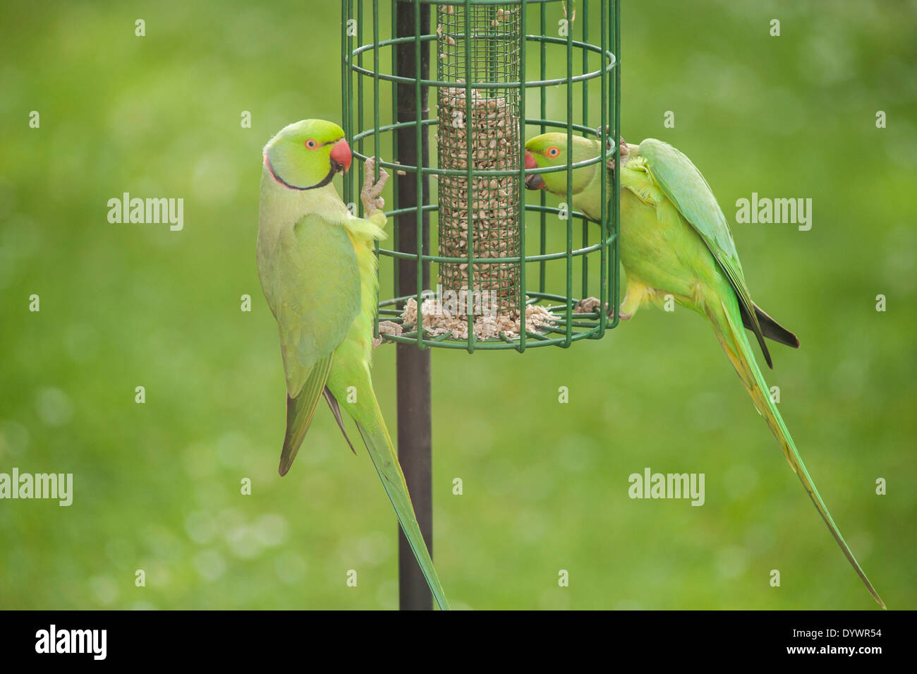 Parakeets on bird feeder hi-res stock photography and images - Alamy