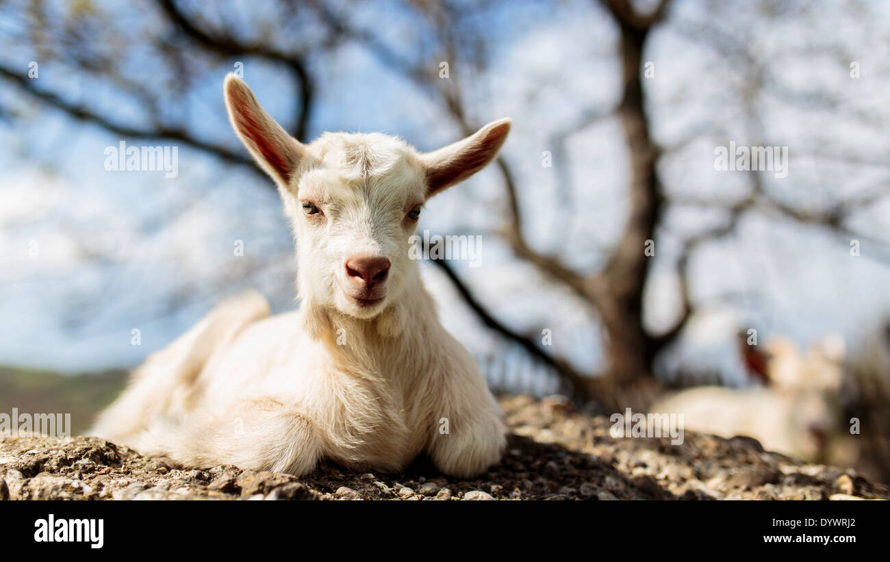 Kid goatling hi-res stock photography and images - Alamy