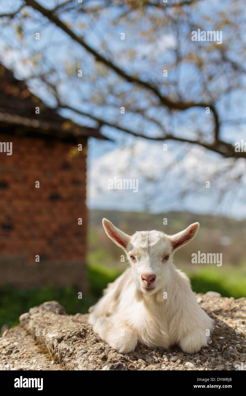 Goatling hi-res stock photography and images - Alamy
