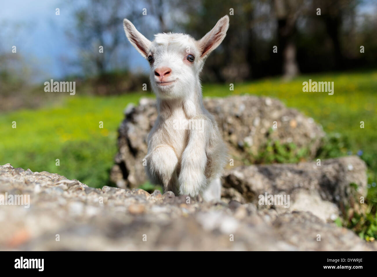 Goatling hi-res stock photography and images - Alamy