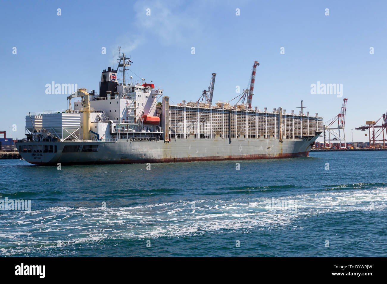 Ship carrying sheep from New Zealand entering Fremantle harbour, W.A ...
