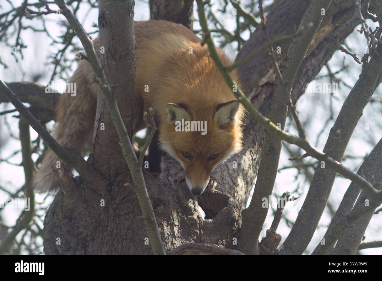 Red fox in tree hi-res stock photography and images - Alamy