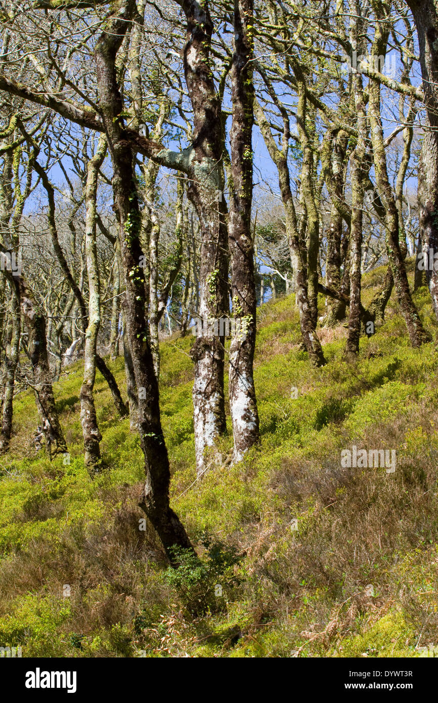 Woodland in Spring. Somerset. uk Stock Photo - Alamy