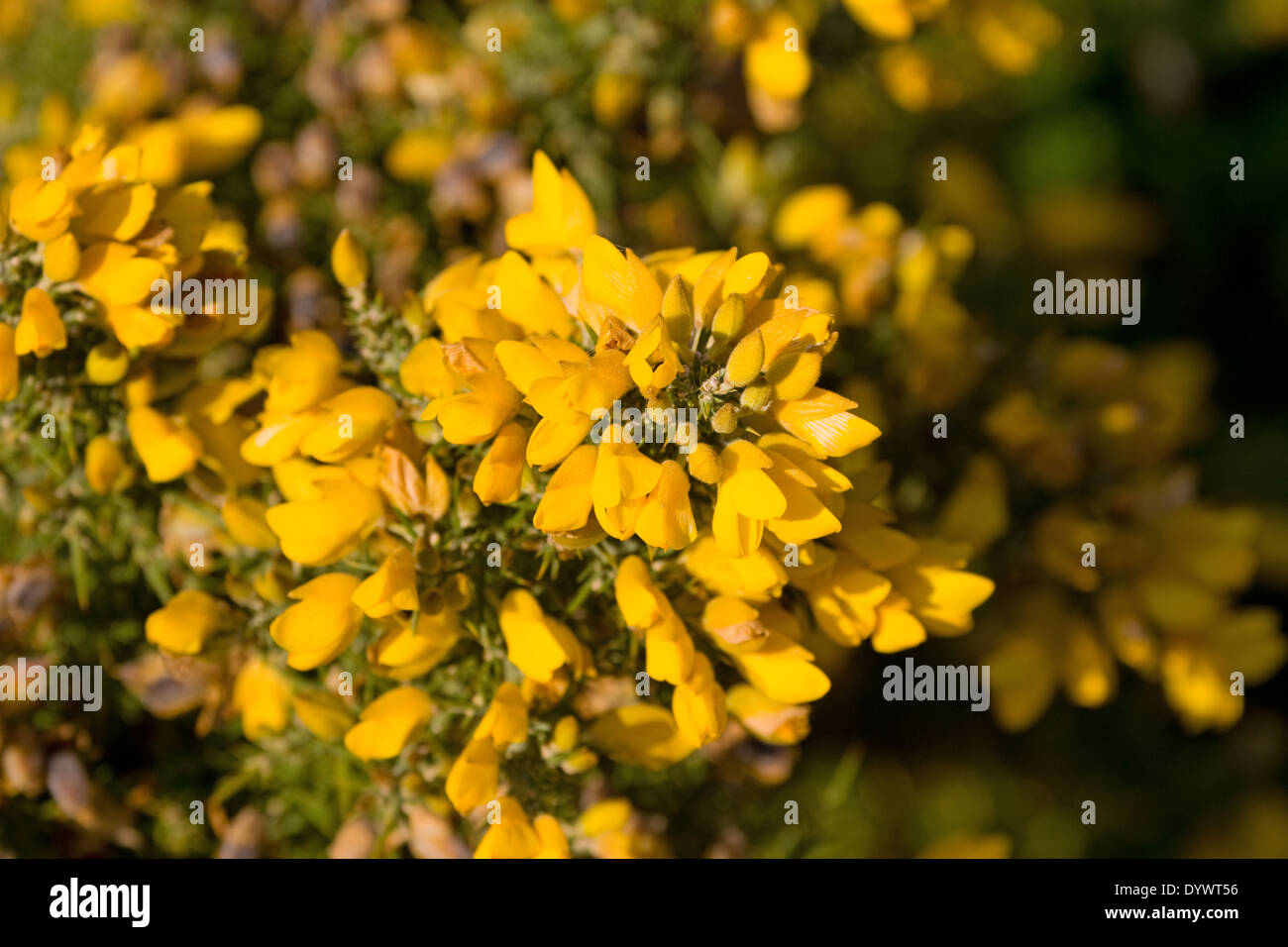Gorse in flower hi-res stock photography and images - Alamy