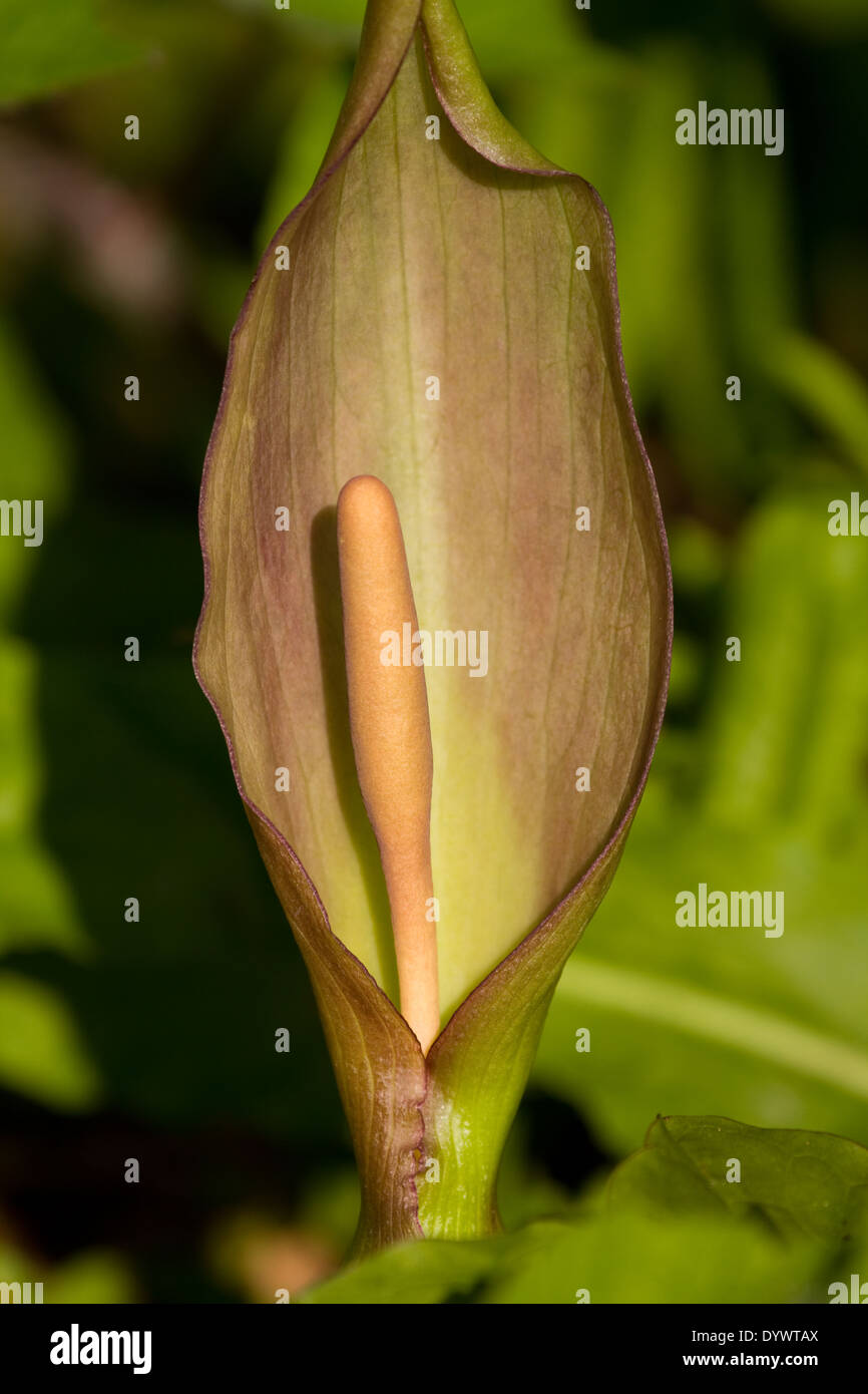 Arum flower hi-res stock photography and images - Alamy