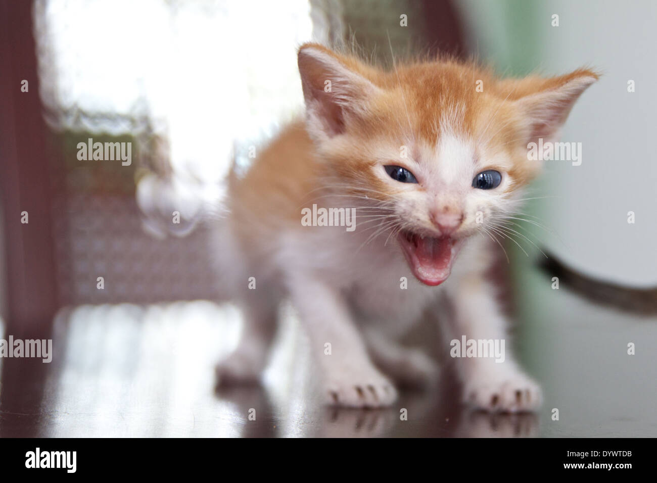 Ceylon cat hi-res stock photography and images - Alamy