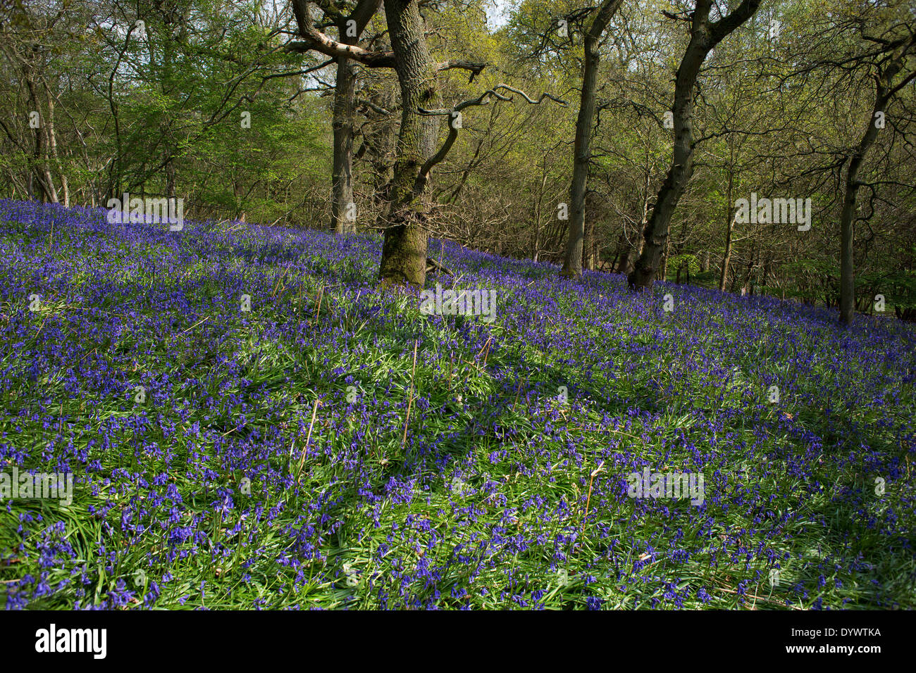 Bluebells in woods in Surrey. These Spring flowers cover the woodland ...