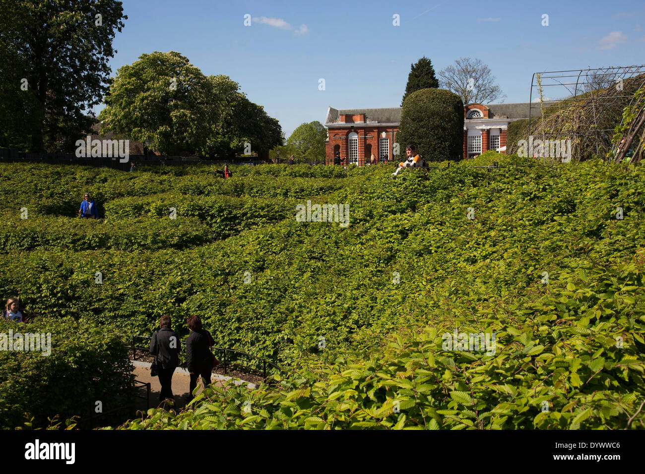 Large hedge walkway at Kensington Palace Gardens. London, UK Stock ...