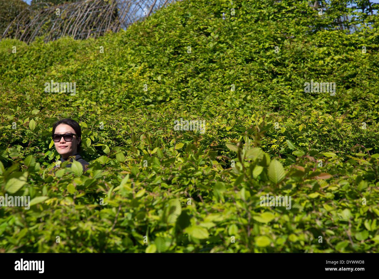 Large hedge walkway at Kensington Palace Gardens. London, UK Stock ...