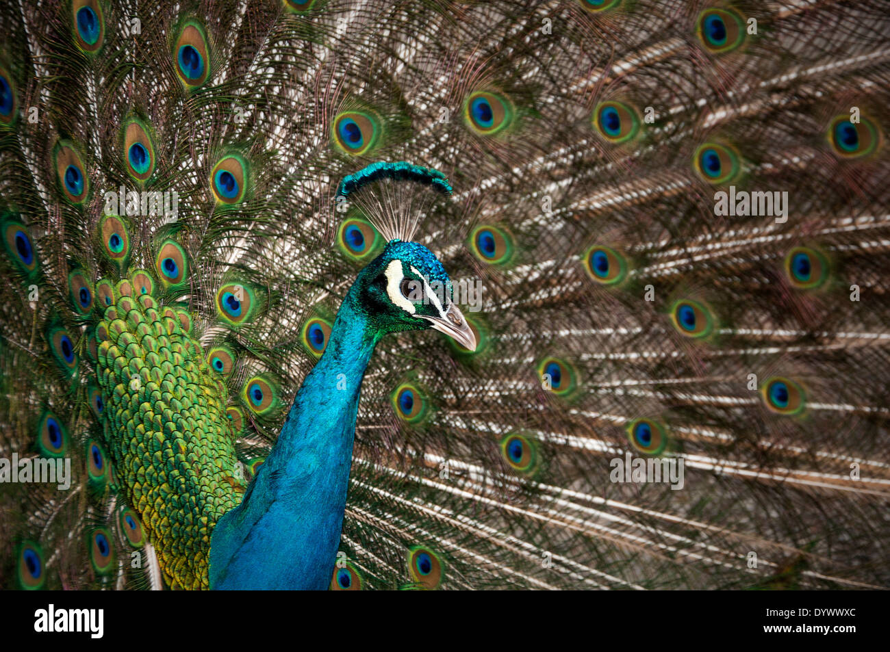 Birds with colorful plumage hi-res stock photography and images - Alamy
