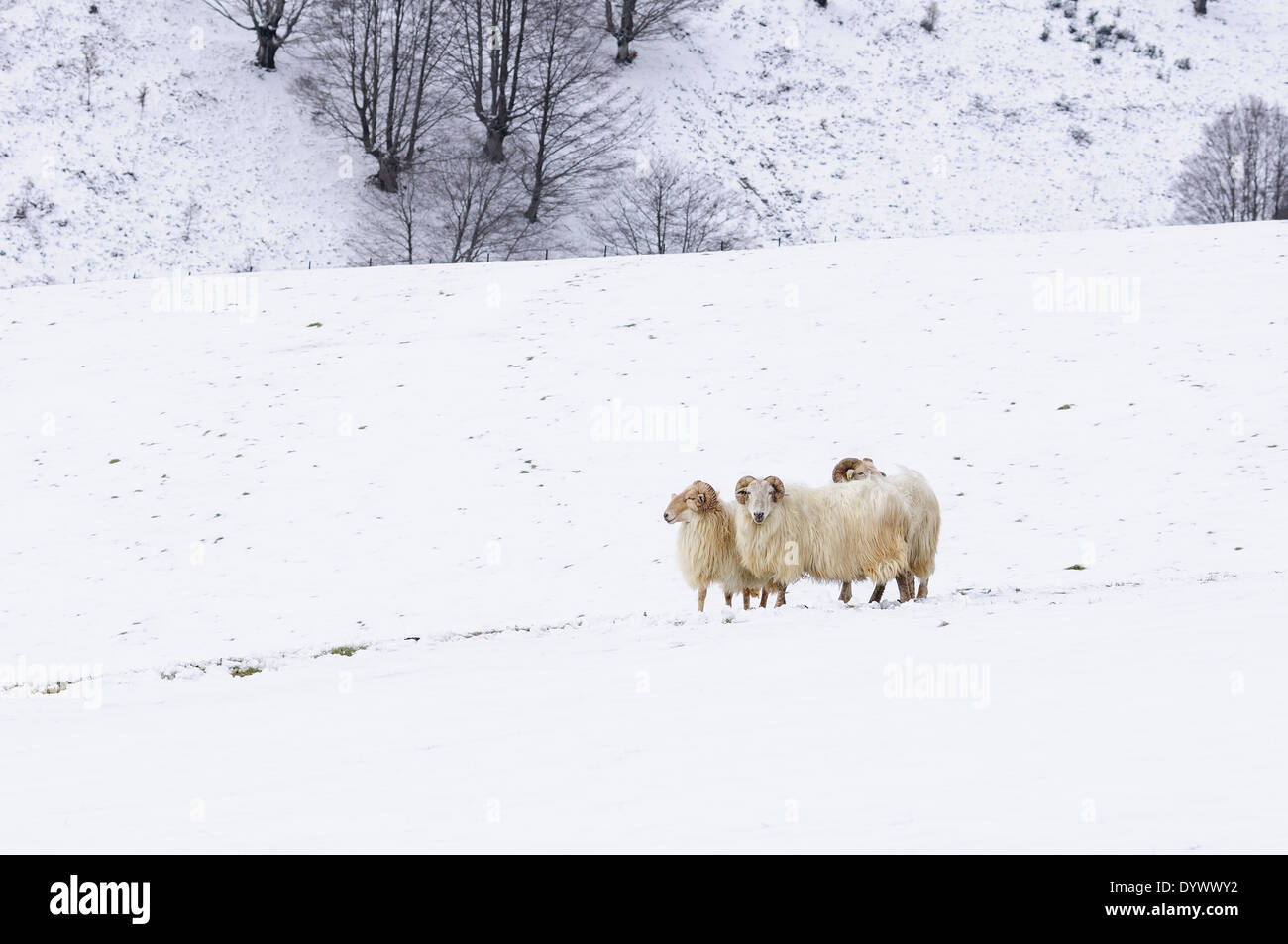 Horizontal scene of sheep in snow mountains. Basque Country. Spain ...