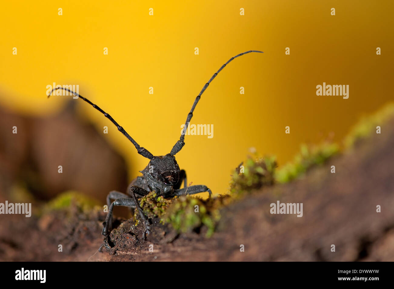 Horizontal portrait of Morimus asper on a branch with nice out of focus ...