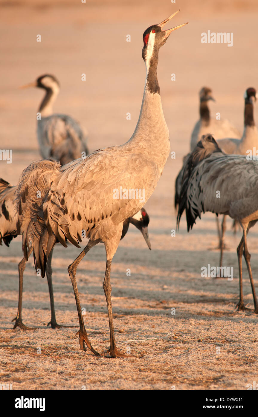 Grulla comun hi-res stock photography and images - Alamy