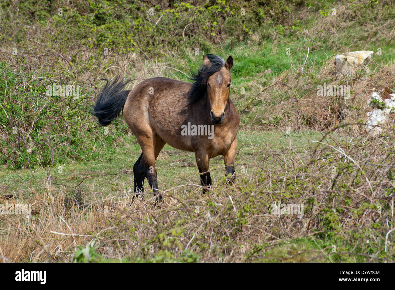Beautiful horse running on field hi-res stock photography and images ...