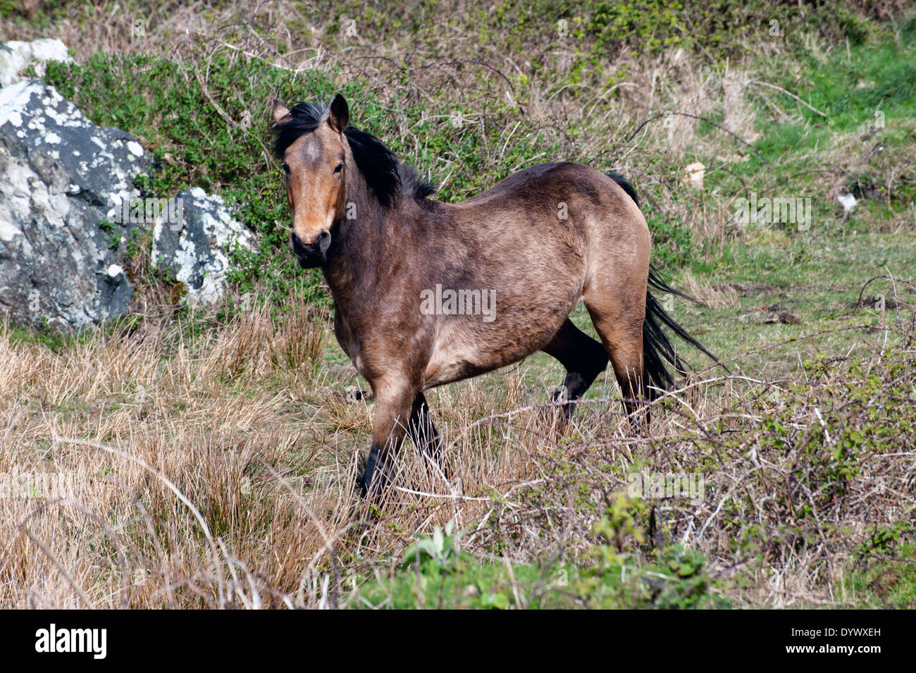 Beautiful horse running on field hi-res stock photography and images ...