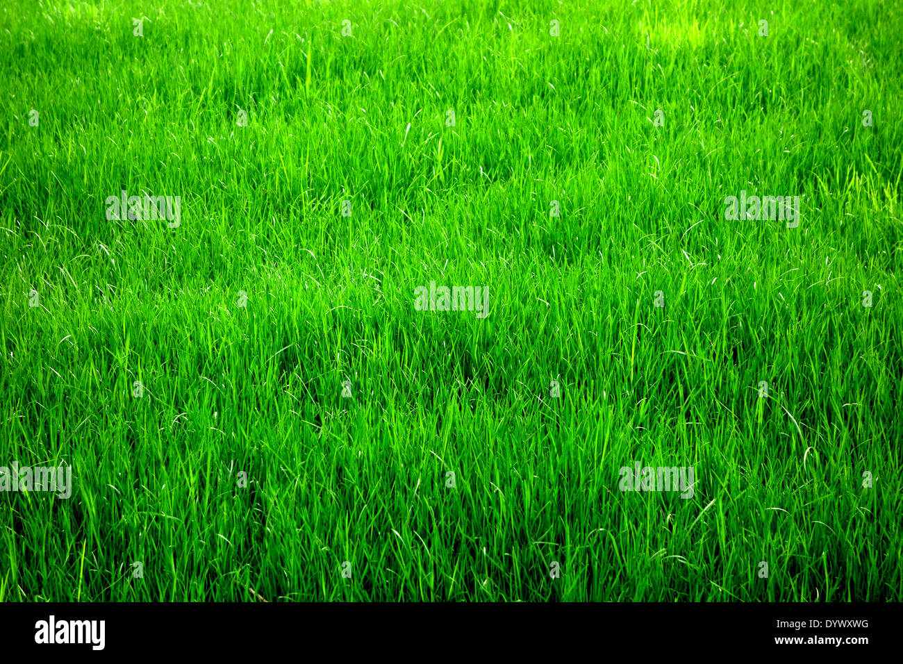 Uncut Lawn Stock Photos & Uncut Lawn Stock Images - Alamy