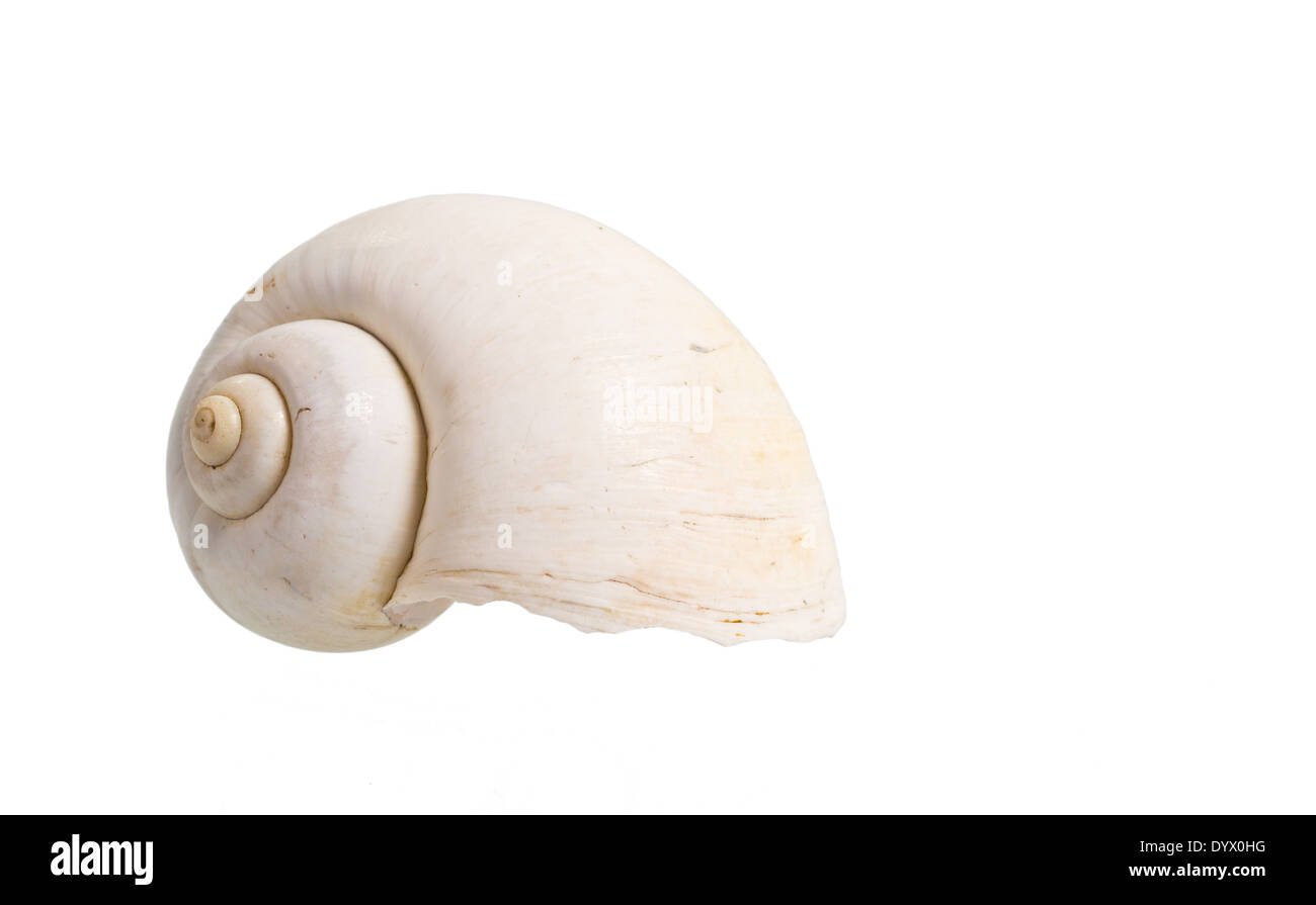 Single white seashell on isolated white background Stock Photo - Alamy