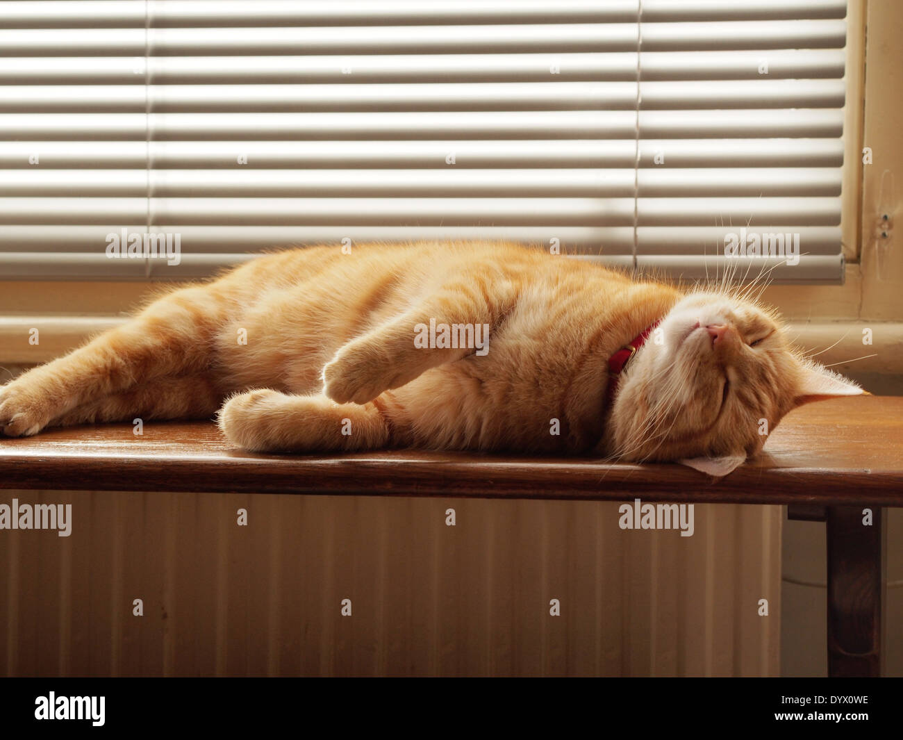 Domestic tabby cat sleeping hi-res stock photography and images - Alamy