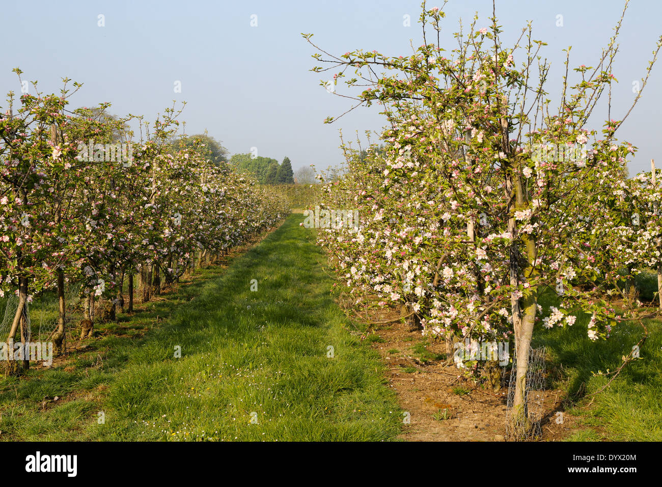 Kent Apple Orchards in Spring in blossom Stock Photo - Alamy