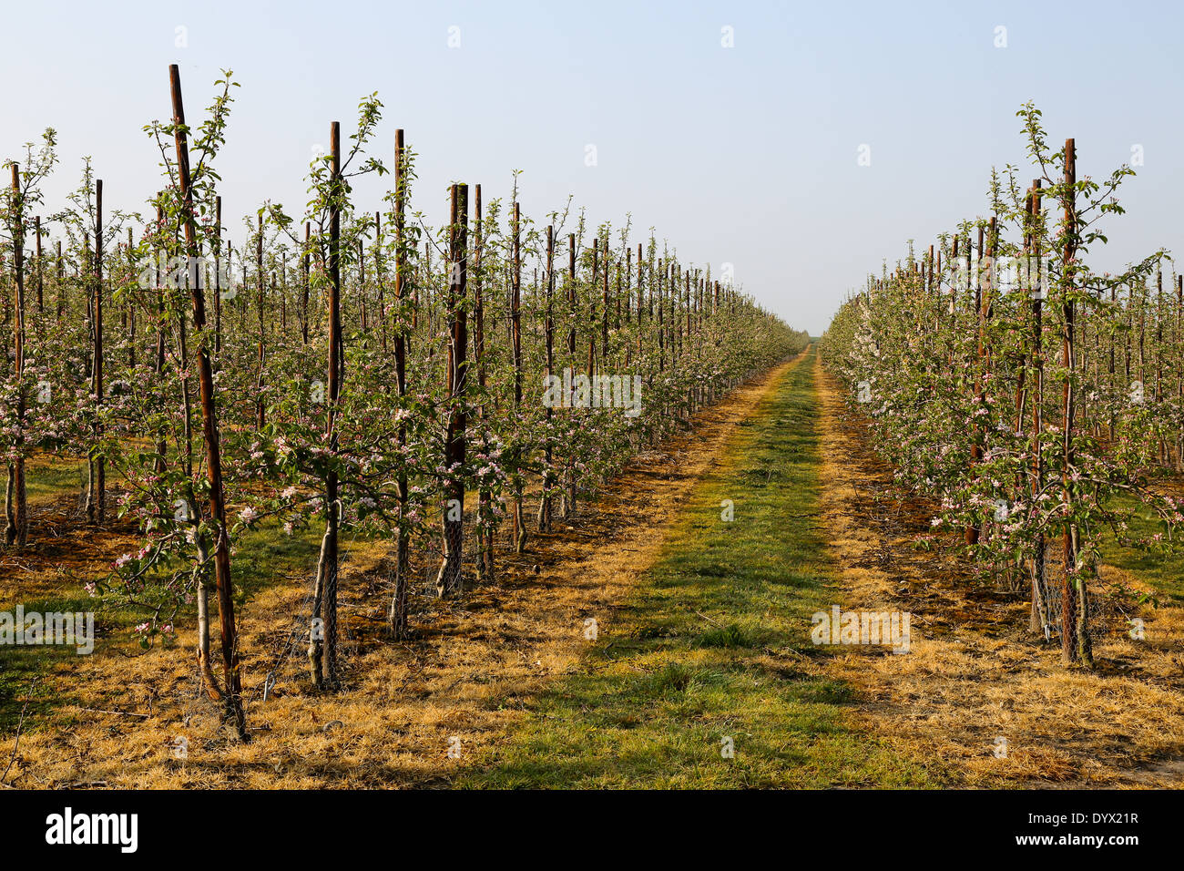 Kent Apple Orchards in Spring in blossom Stock Photo - Alamy