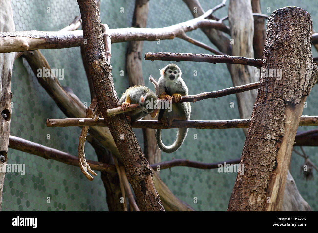 Squirrel monkeys on a tree in the zoo Stock Photo - Alamy