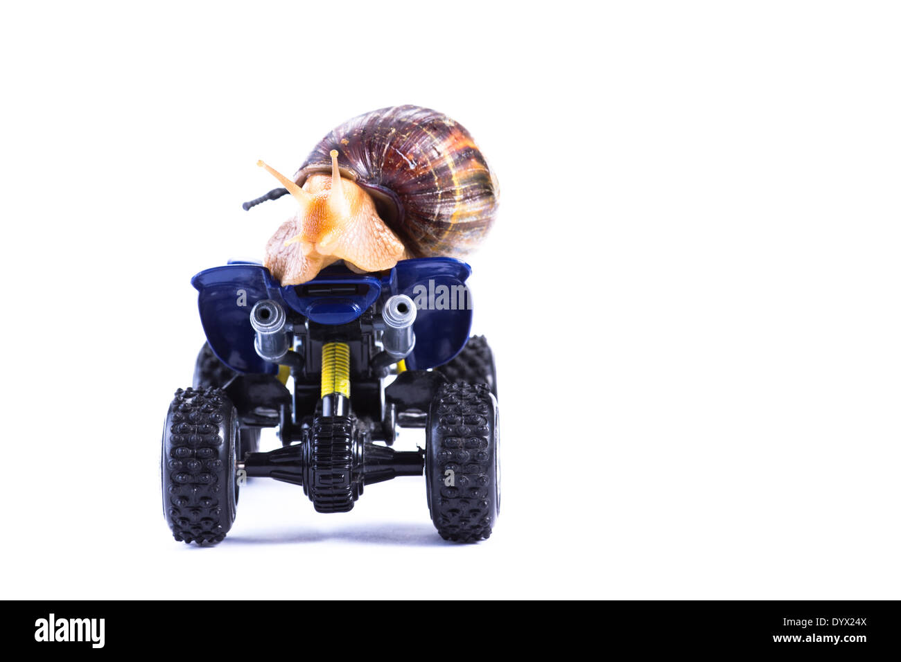 A snail riding a toy quad model looking back and looking back Stock ...
