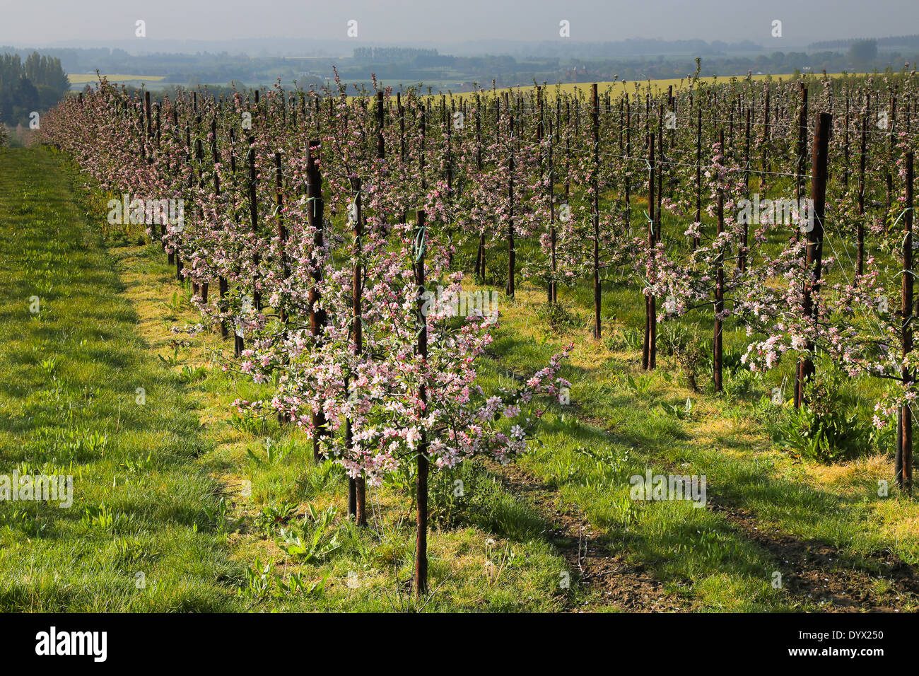 Kent Apple Orchards in Spring in blossom Stock Photo - Alamy