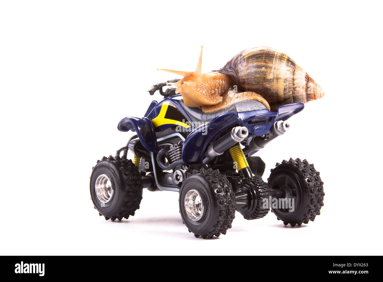 A snail riding a toy quad model Stock Photo - Alamy