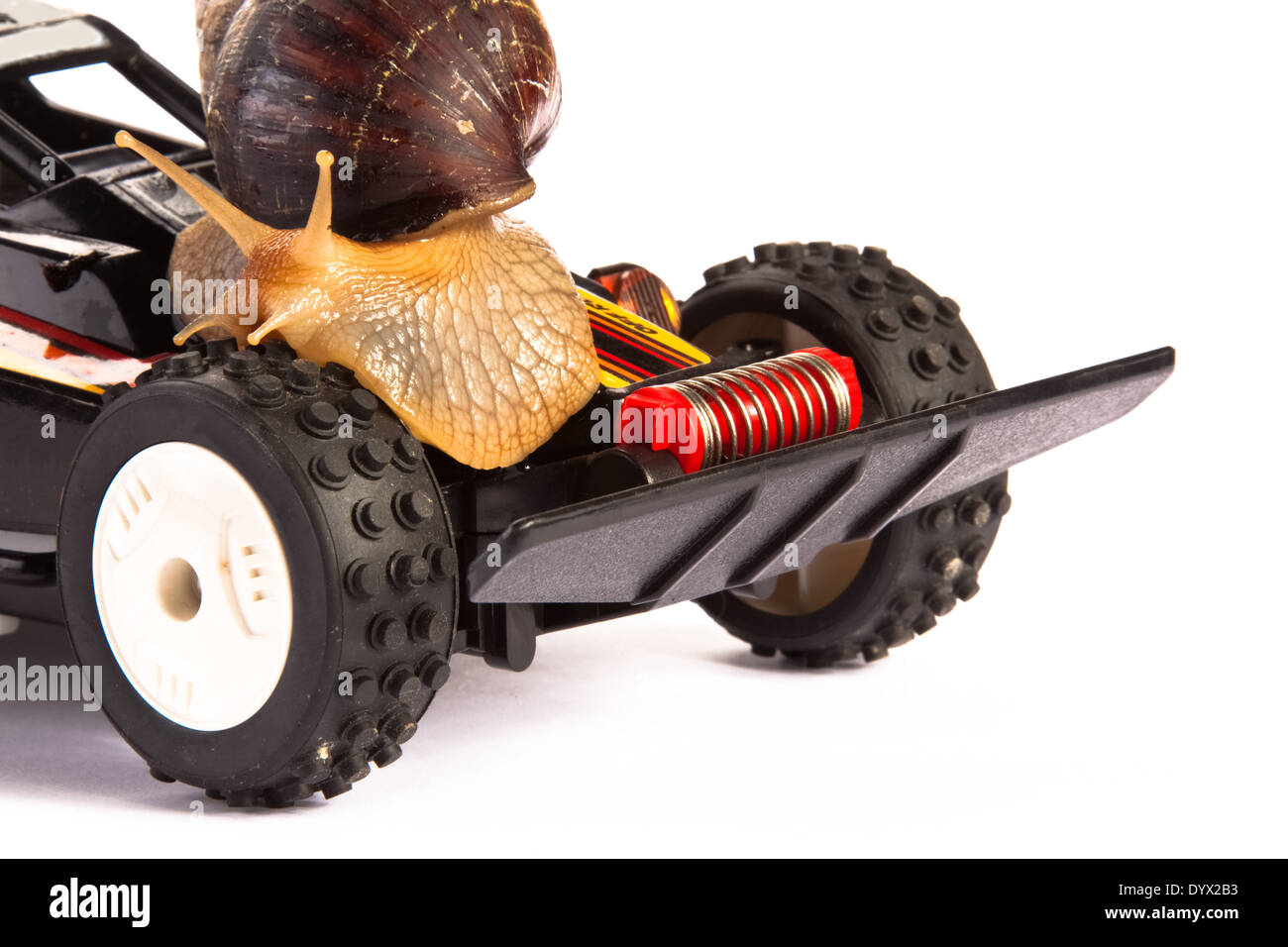 Snail on an RC Toy Race Car Stock Photo - Alamy