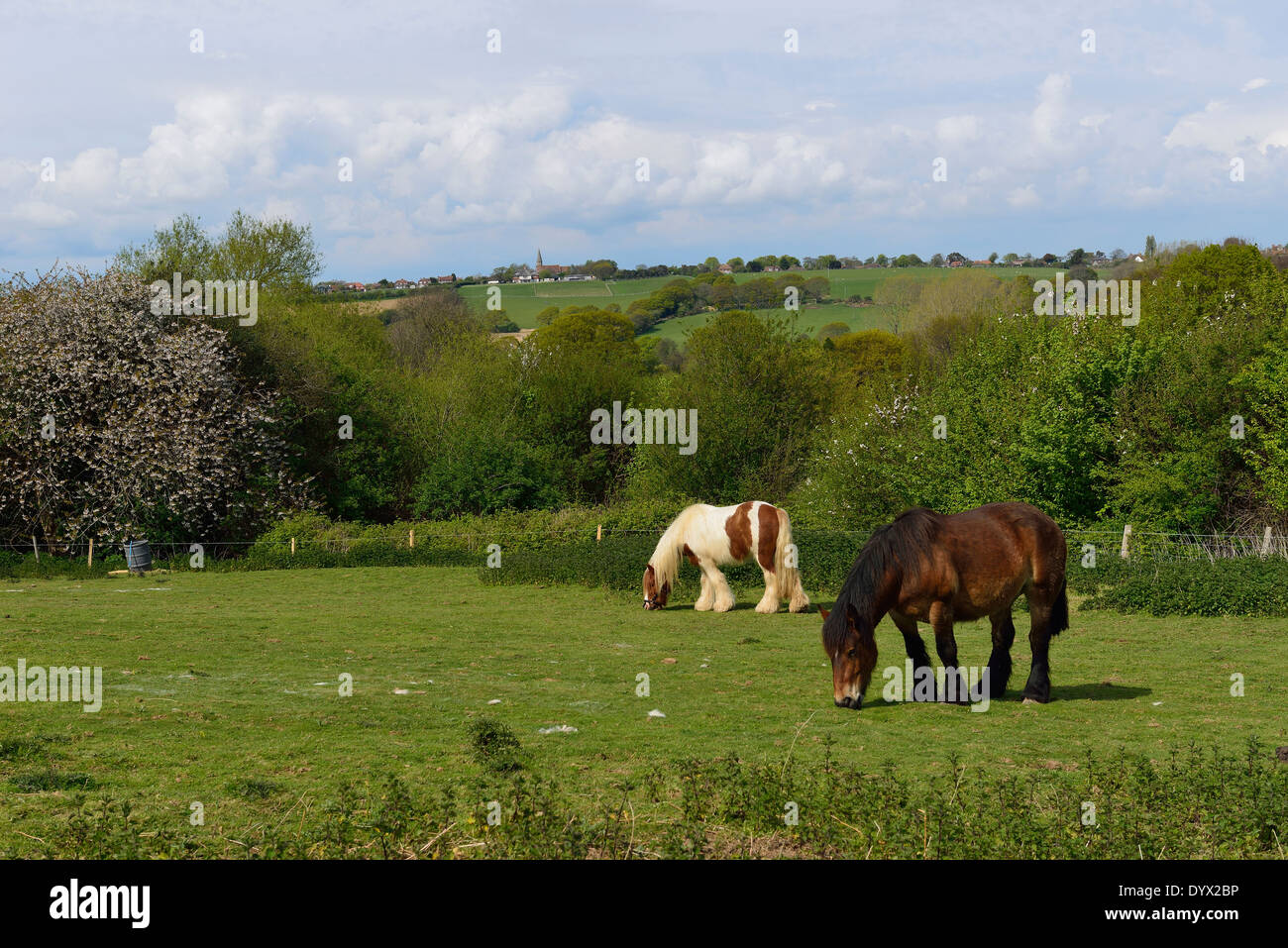 Horses grazing in a field at Fairlight. Pett village seen in the ...