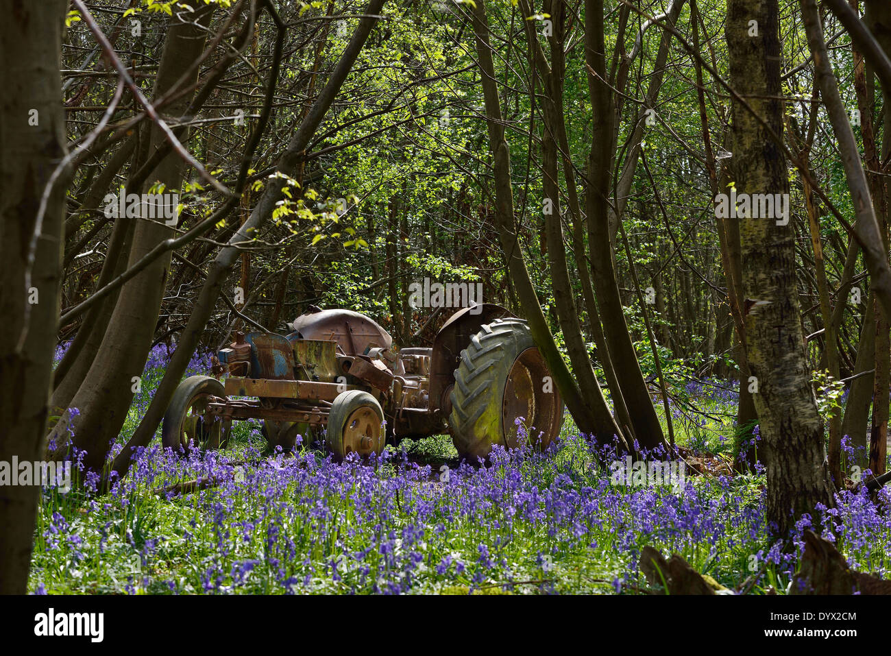 Old forgotten farm tractor abandoned in a carpet of bluebells at ...