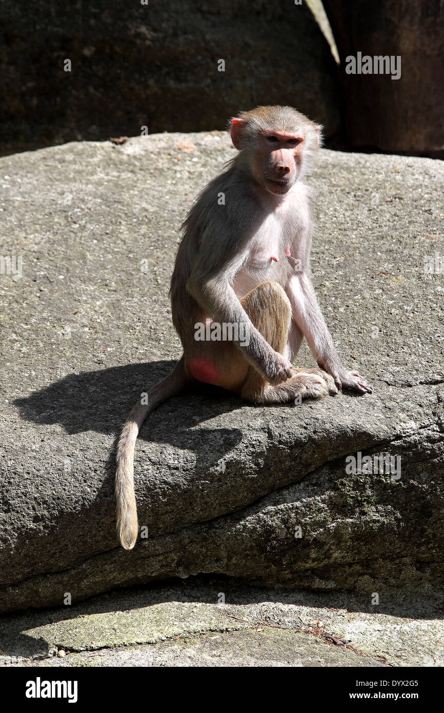 Baboon sitting on a rock hi-res stock photography and images - Alamy