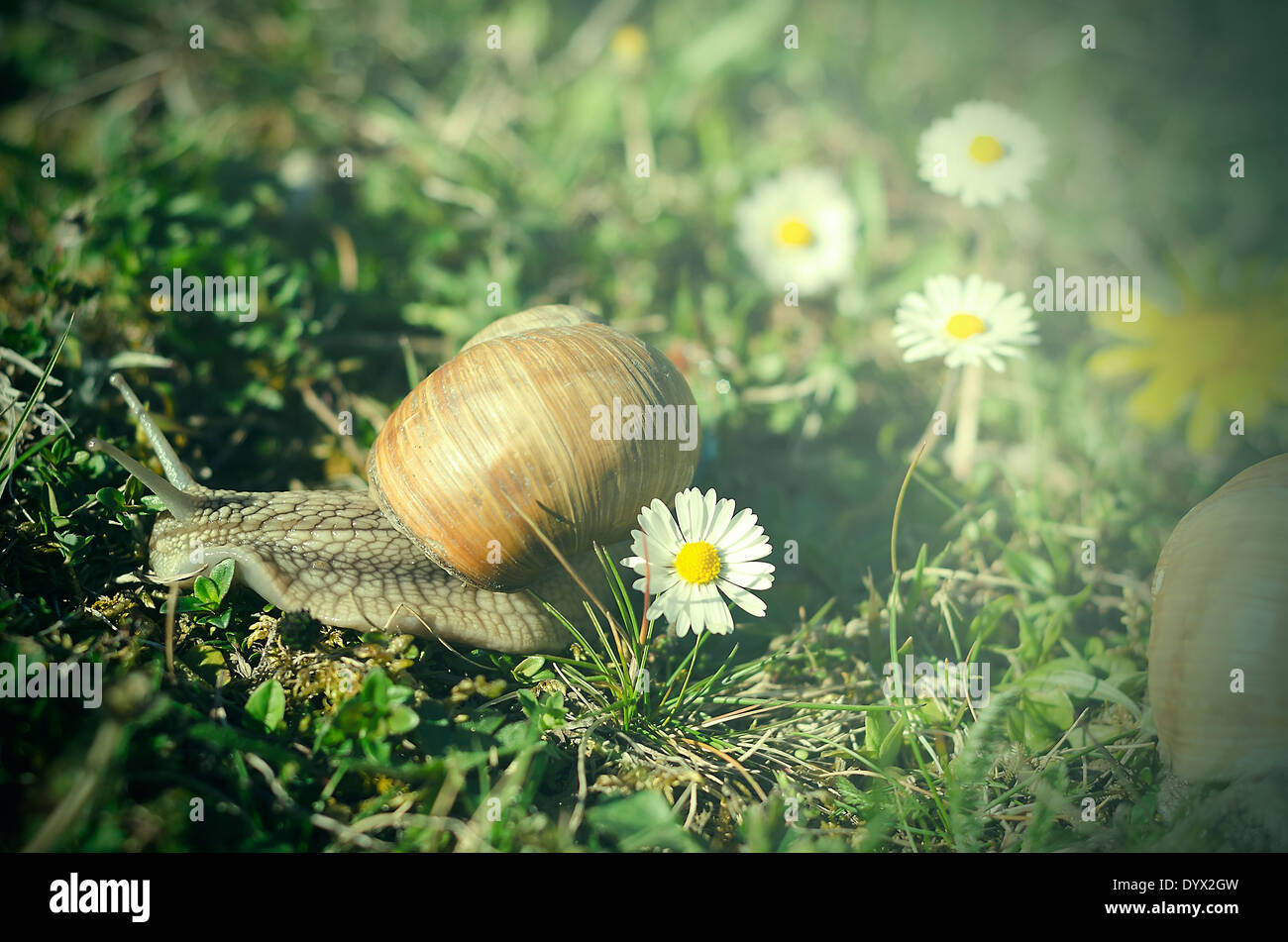 Green environment in summer shell hi-res stock photography and images ...