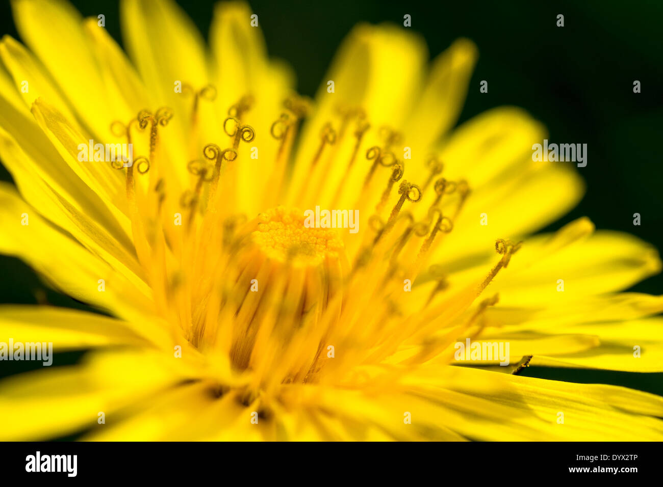 Selective yellow hi-res stock photography and images - Alamy