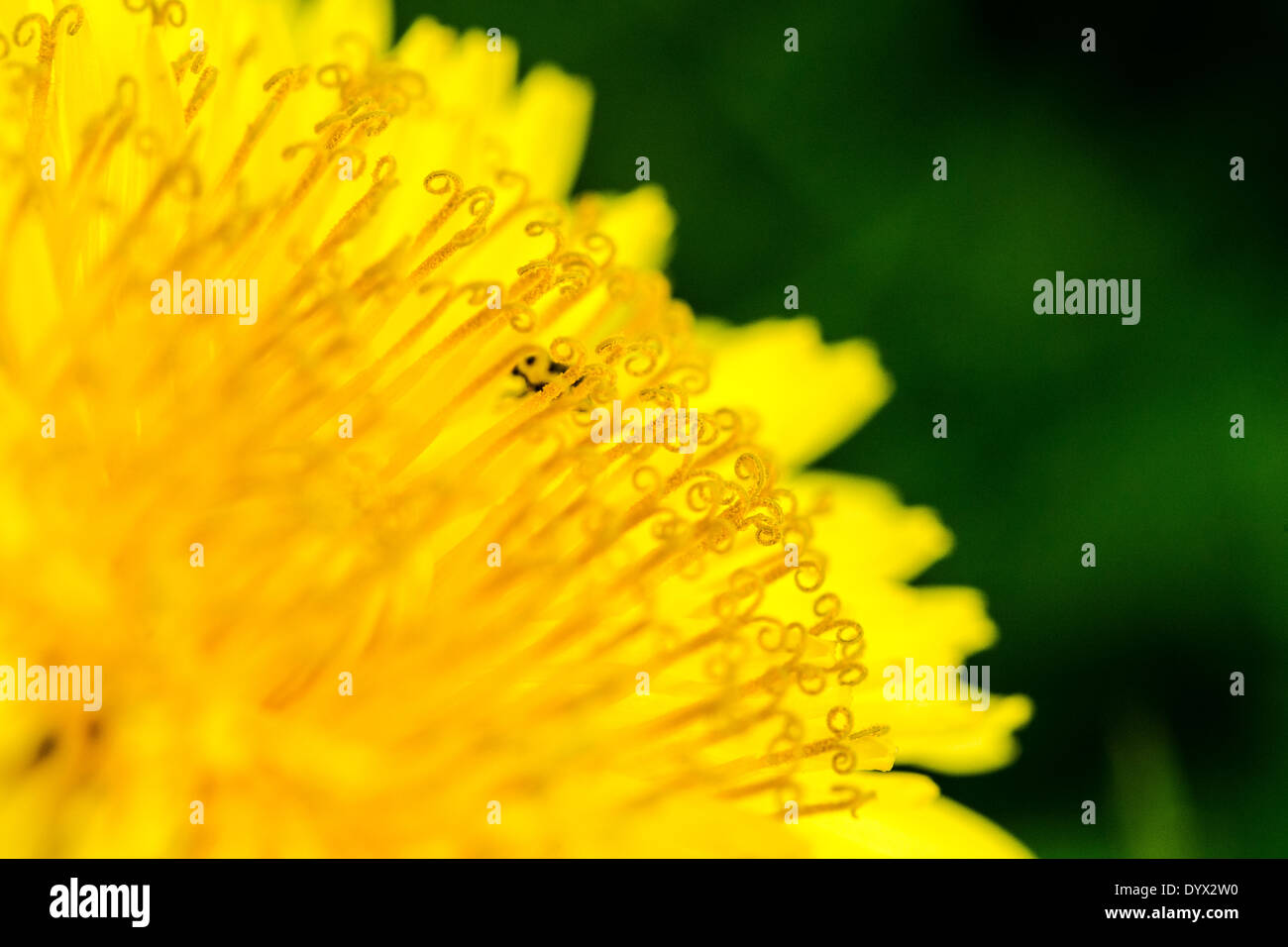Selective macro hi-res stock photography and images - Alamy